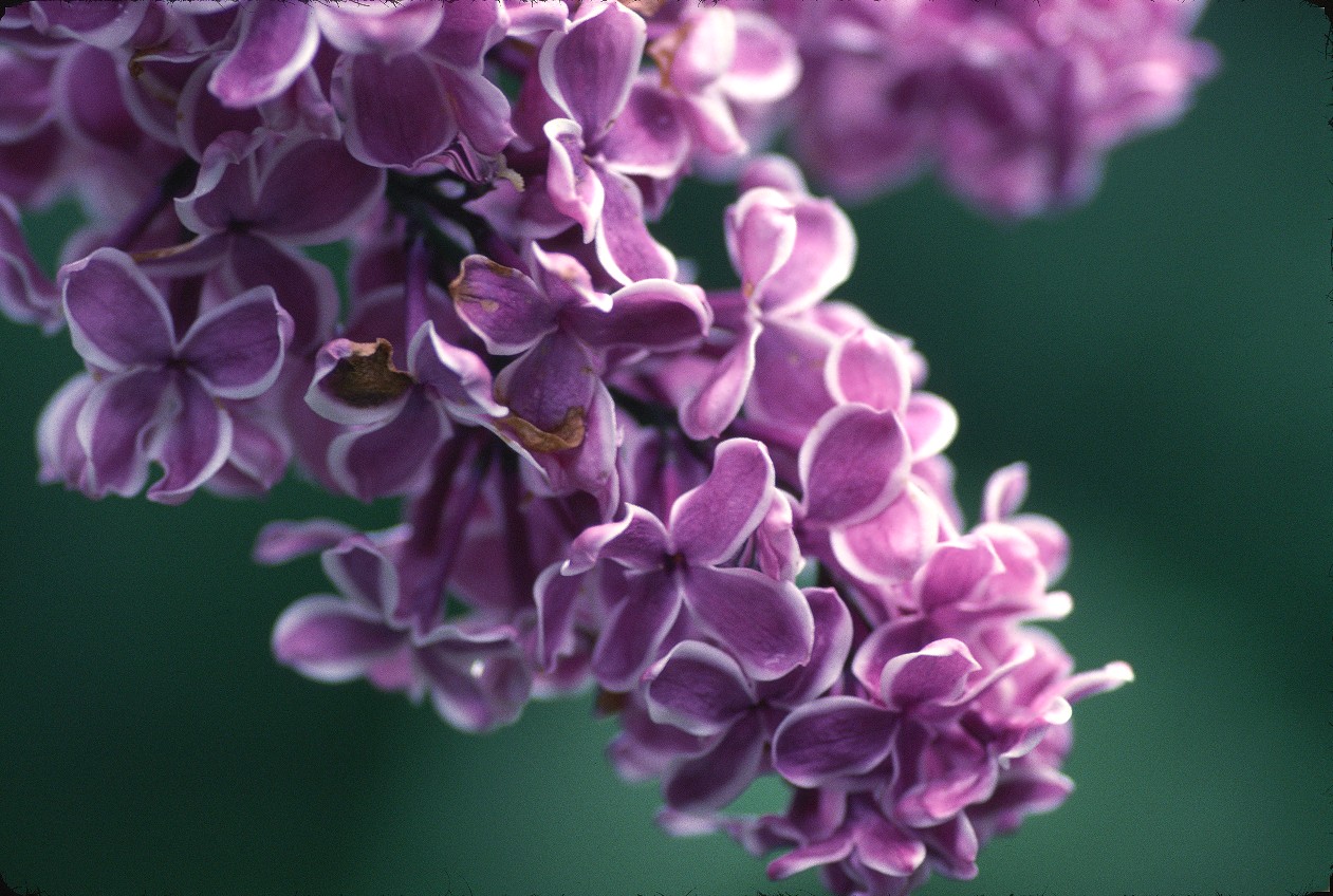 myplantscrapbook: Lilacs!